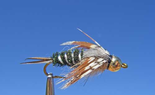 GB Twenty Incher – Glenwood Springs Outdoors